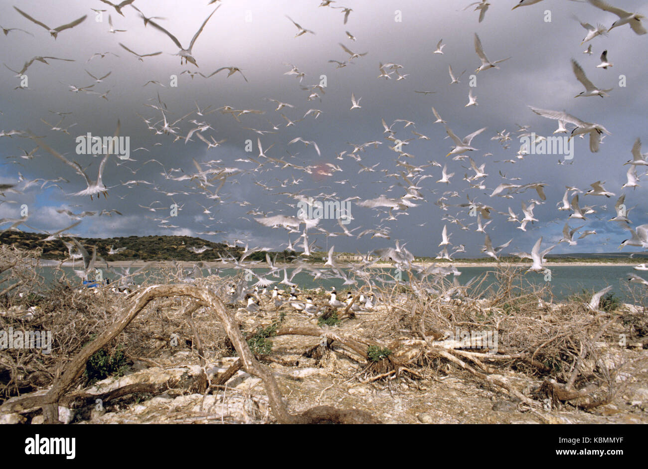 Great crested tern (Thalasseus bergii), large flock in flight at ...