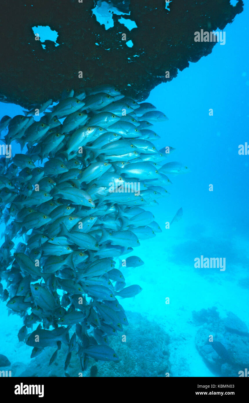 Yellow-banded snappers (Lutjanus adetii), schooling. Southern ...
