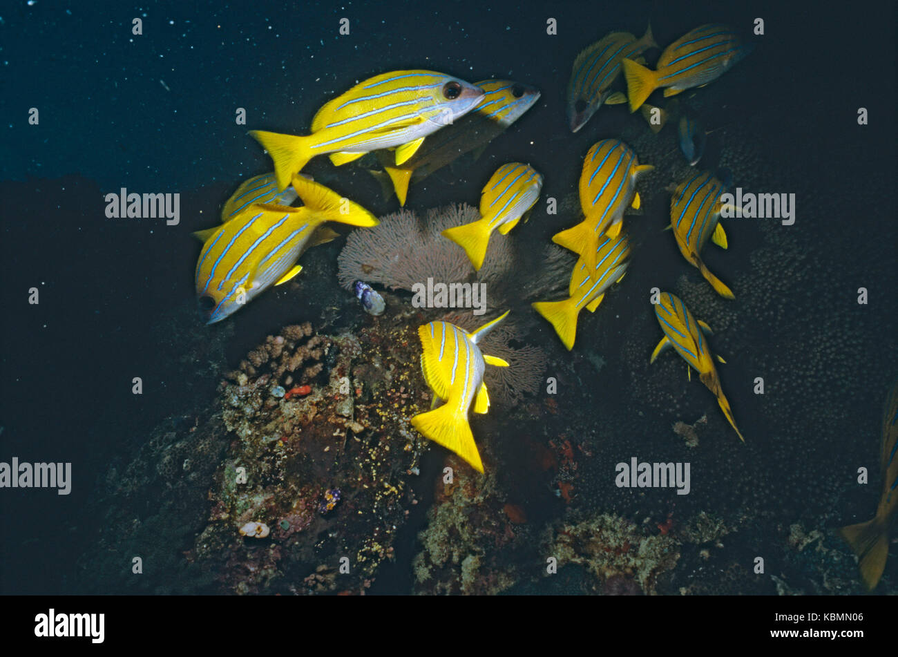 Common bluestripe snapper (Lutjanus kasmira), group. Great Barrier Reef ...