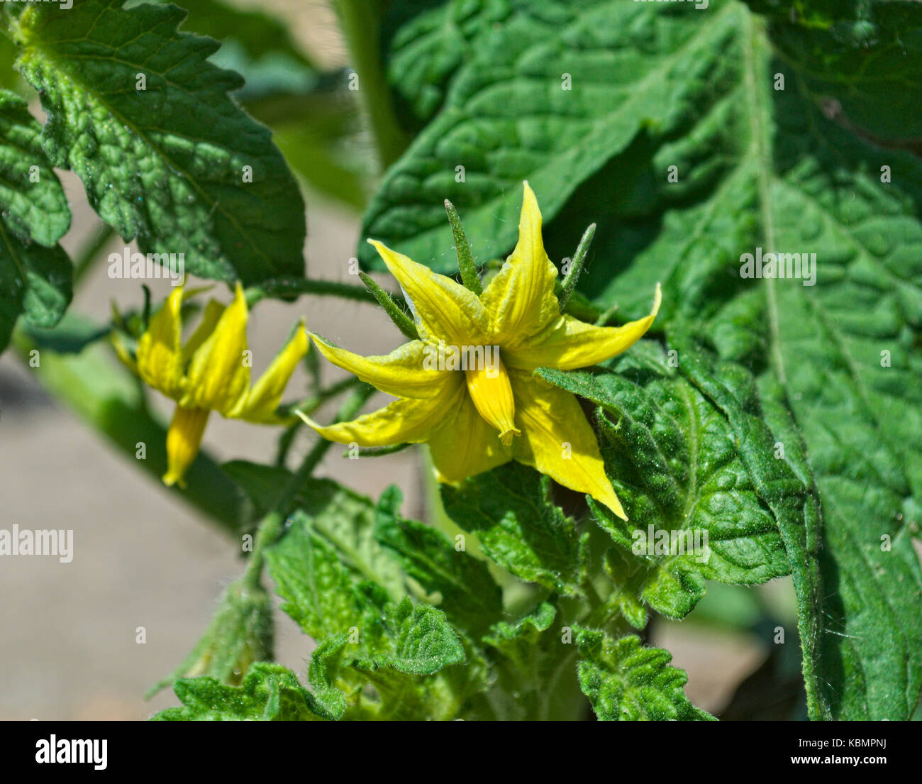 Blooming tomato flowers at spring sun, close up Stock Photo - Alamy