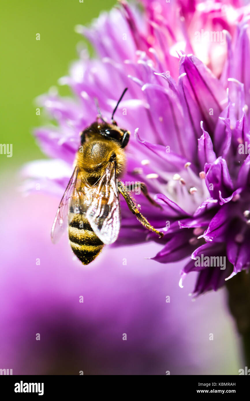 Honey bee on flower Stock Photo - Alamy