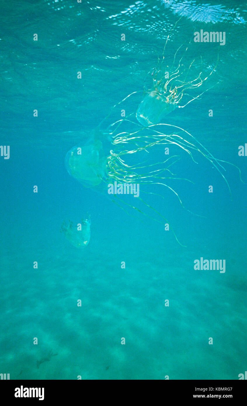 Box jellyfish (Chironex fleckeri), three swimming in open water. North ...