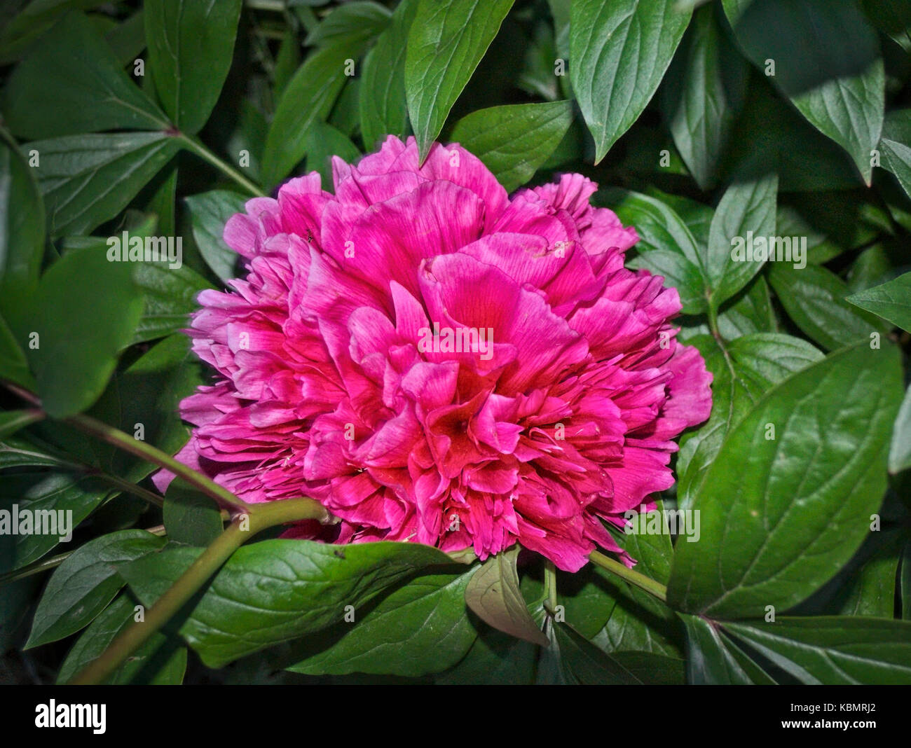 Big pink flower hi-res stock photography and images - Alamy