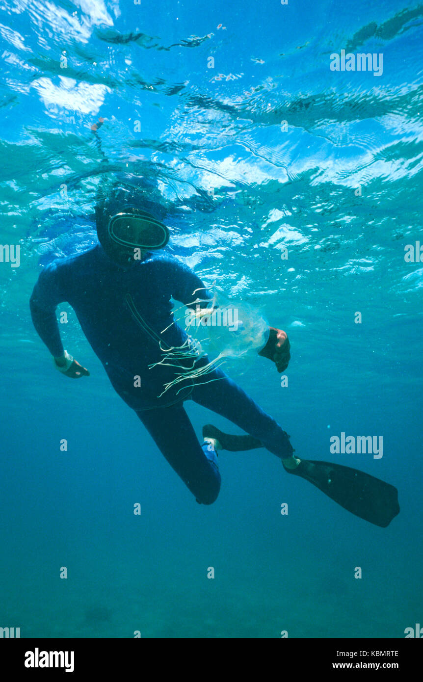 Chironex fleckeri hi-res stock photography and images - Alamy