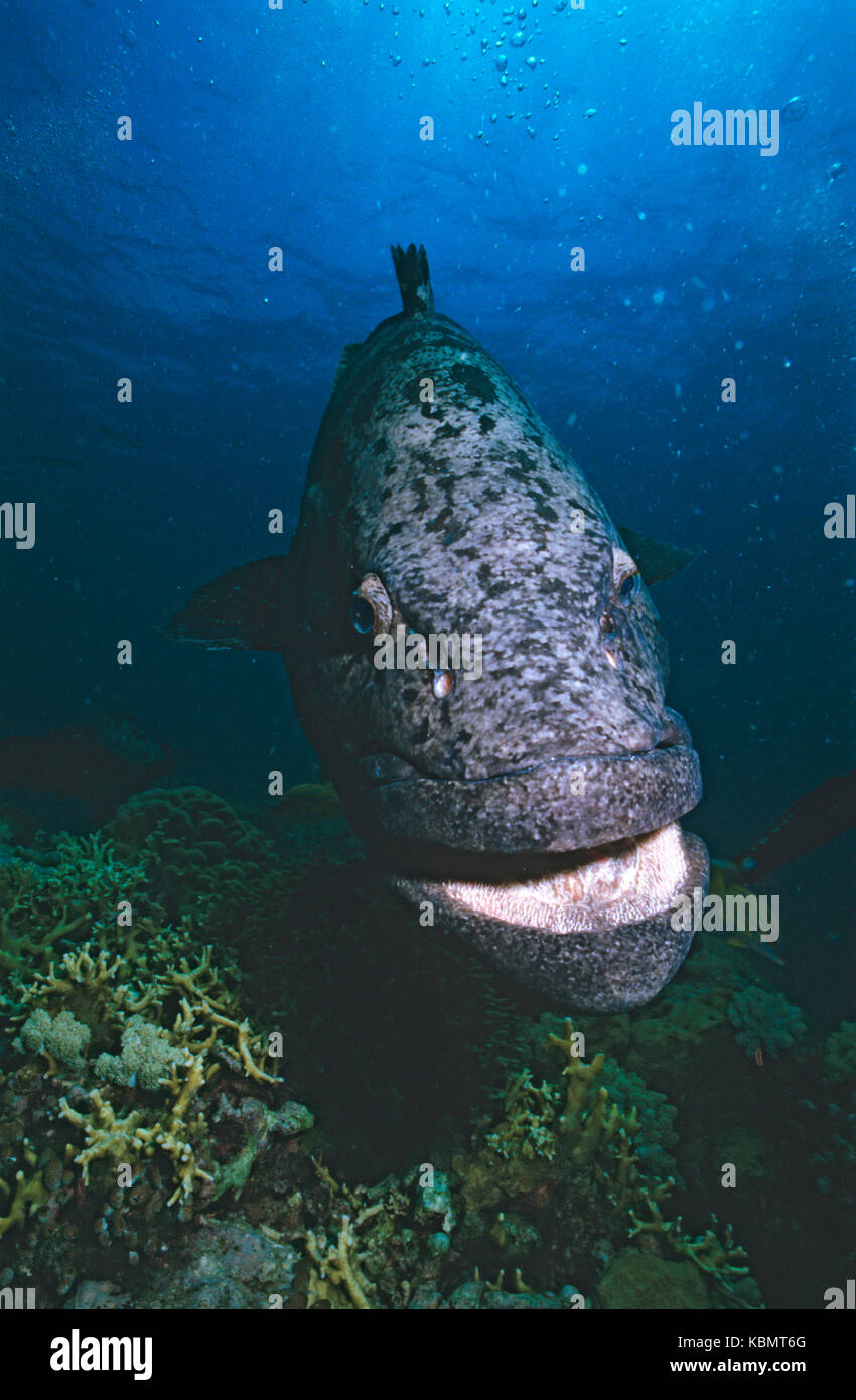 Potato cod (Epinephelus tukula), Great Barrier Reef Marine Park ...