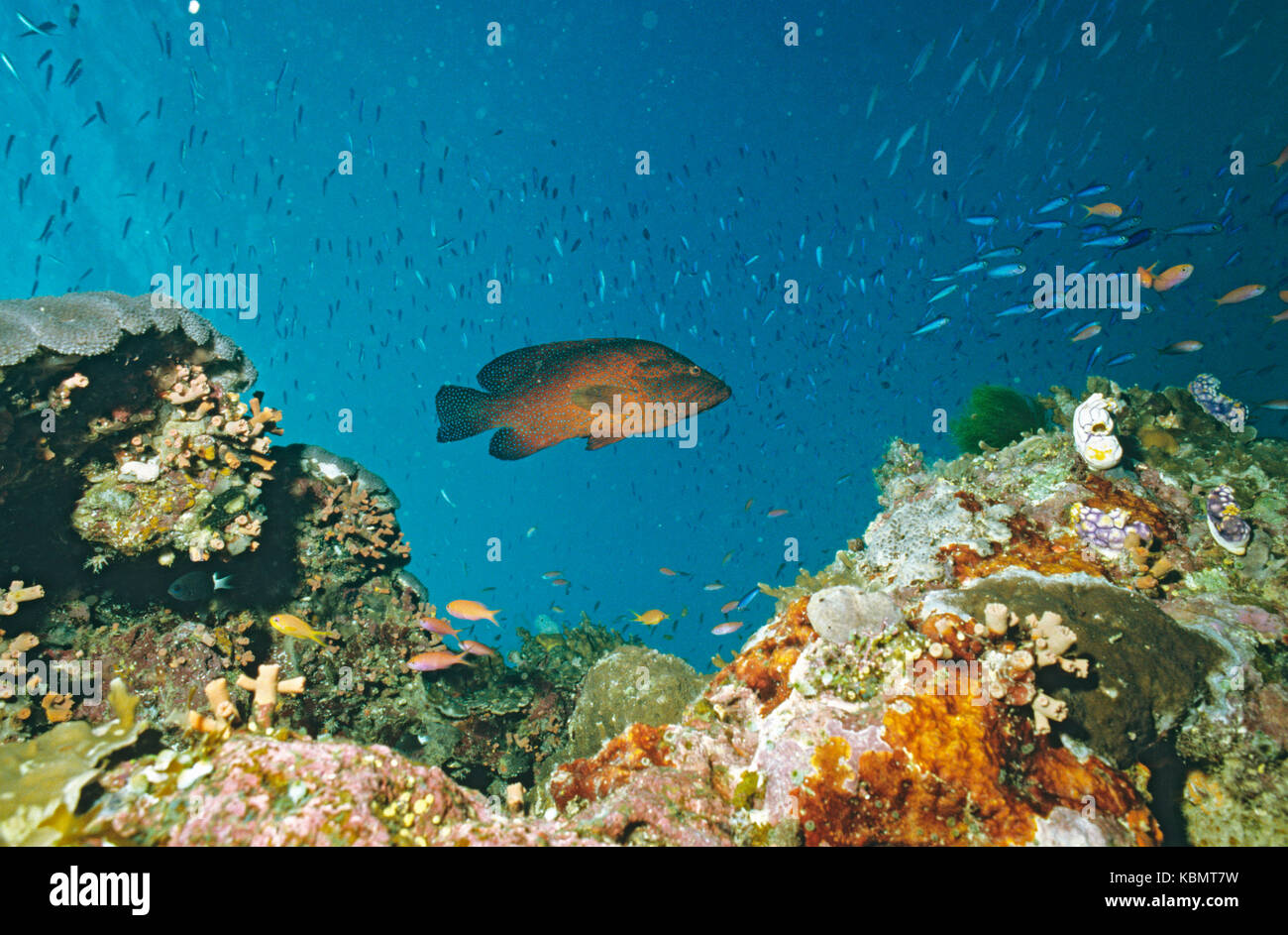 Coral hind (Cephalopholis miniata), swimming over coral reef with tiny ...