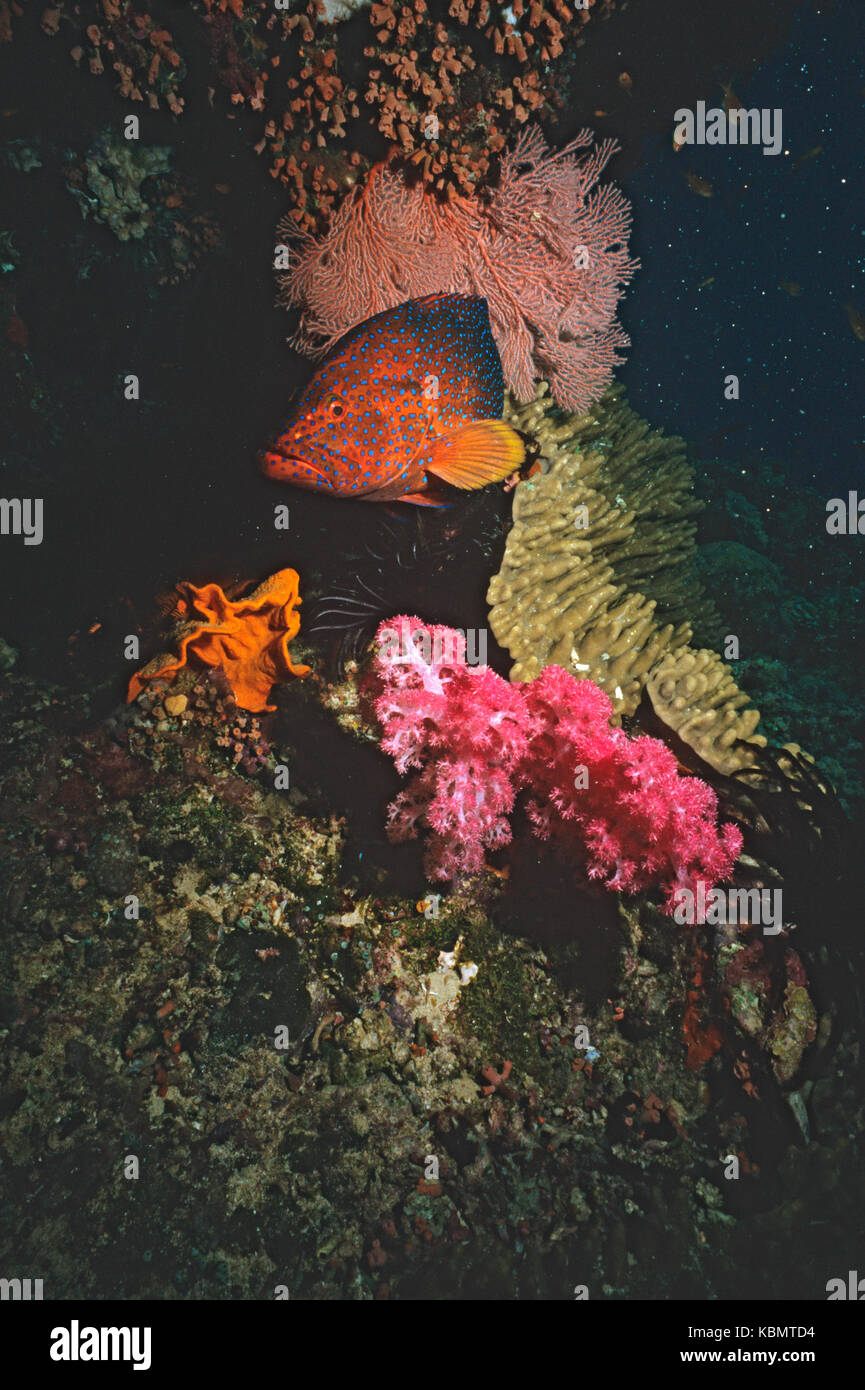 Coral hind (Cephalopholis miniata), in coral garden. Great Barrier Reef ...