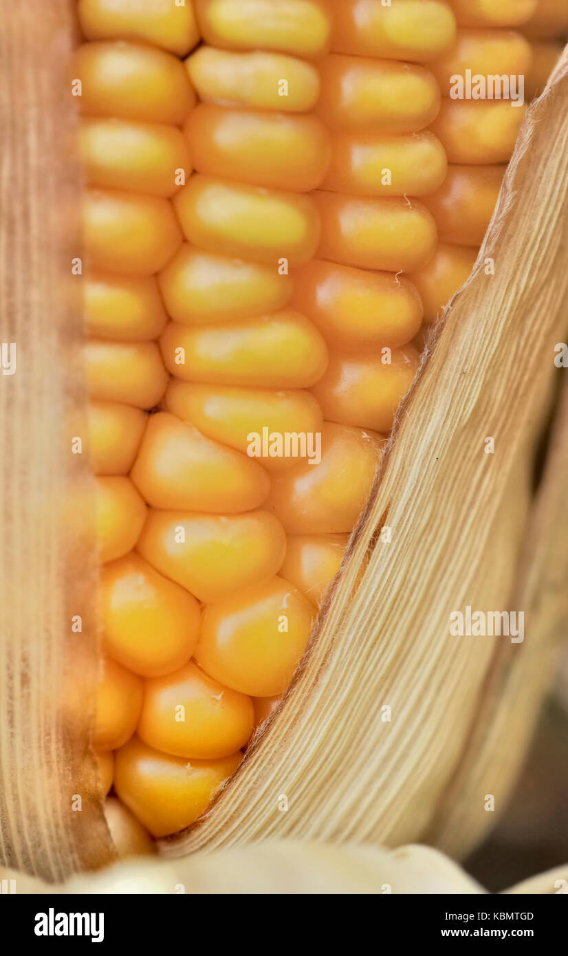 closeup on grain of a ear of corn Stock Photo - Alamy