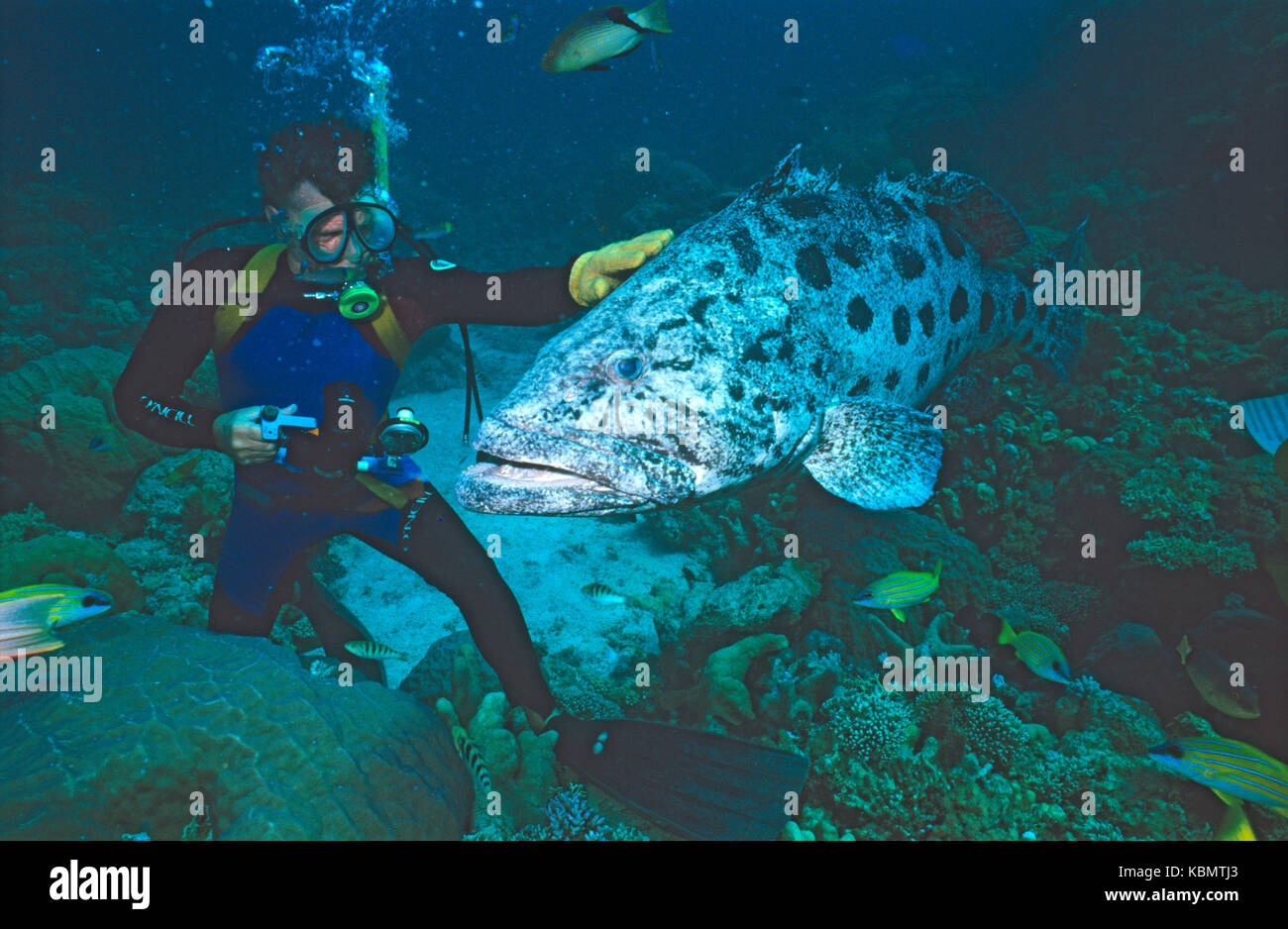 Scuba diver encountering Potato cod (Epinephelus tukula). Great Barrier ...