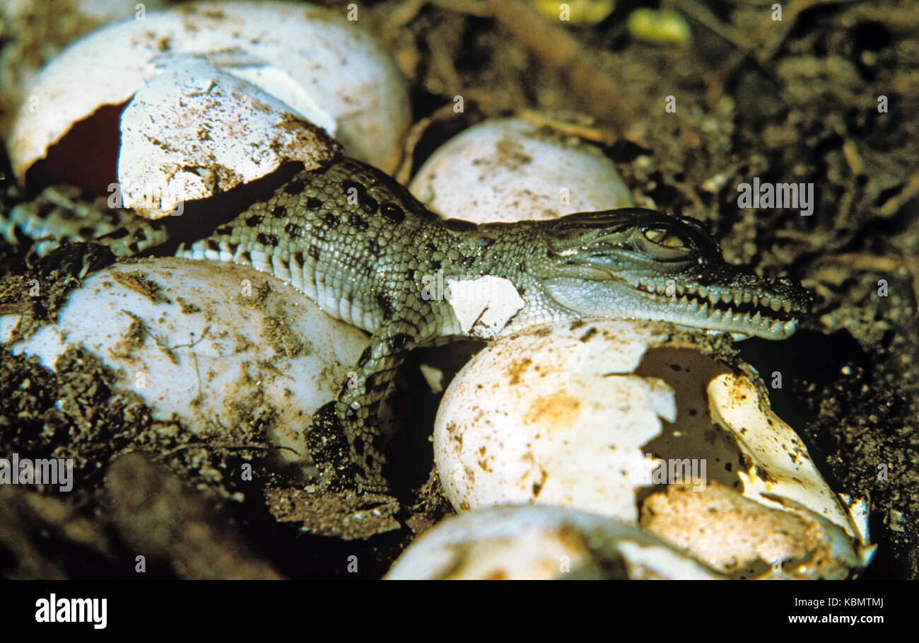 Estuarine crocodile (Crocodylus porosus), hatchling emerging from egg ...