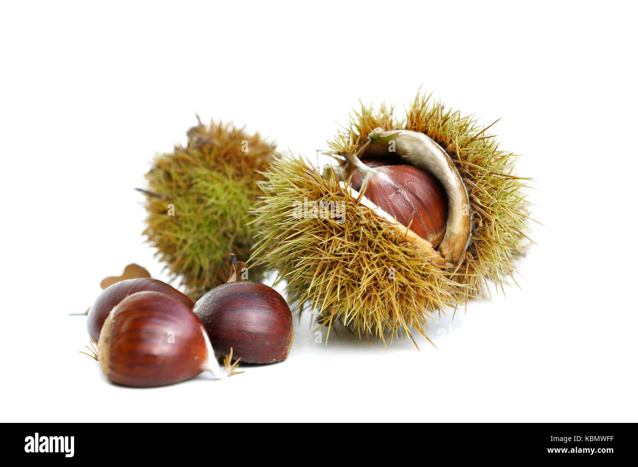 chestnuts and shell isolated on white background Stock Photo - Alamy