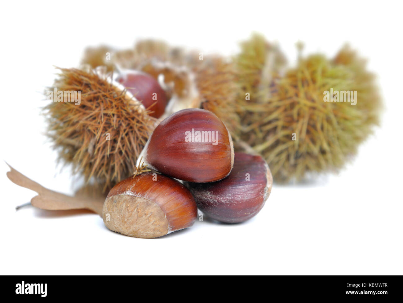chestnuts and shell isolated on white background Stock Photo - Alamy