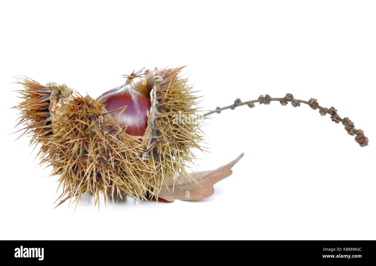 chestnut in shell isolated on white background Stock Photo - Alamy