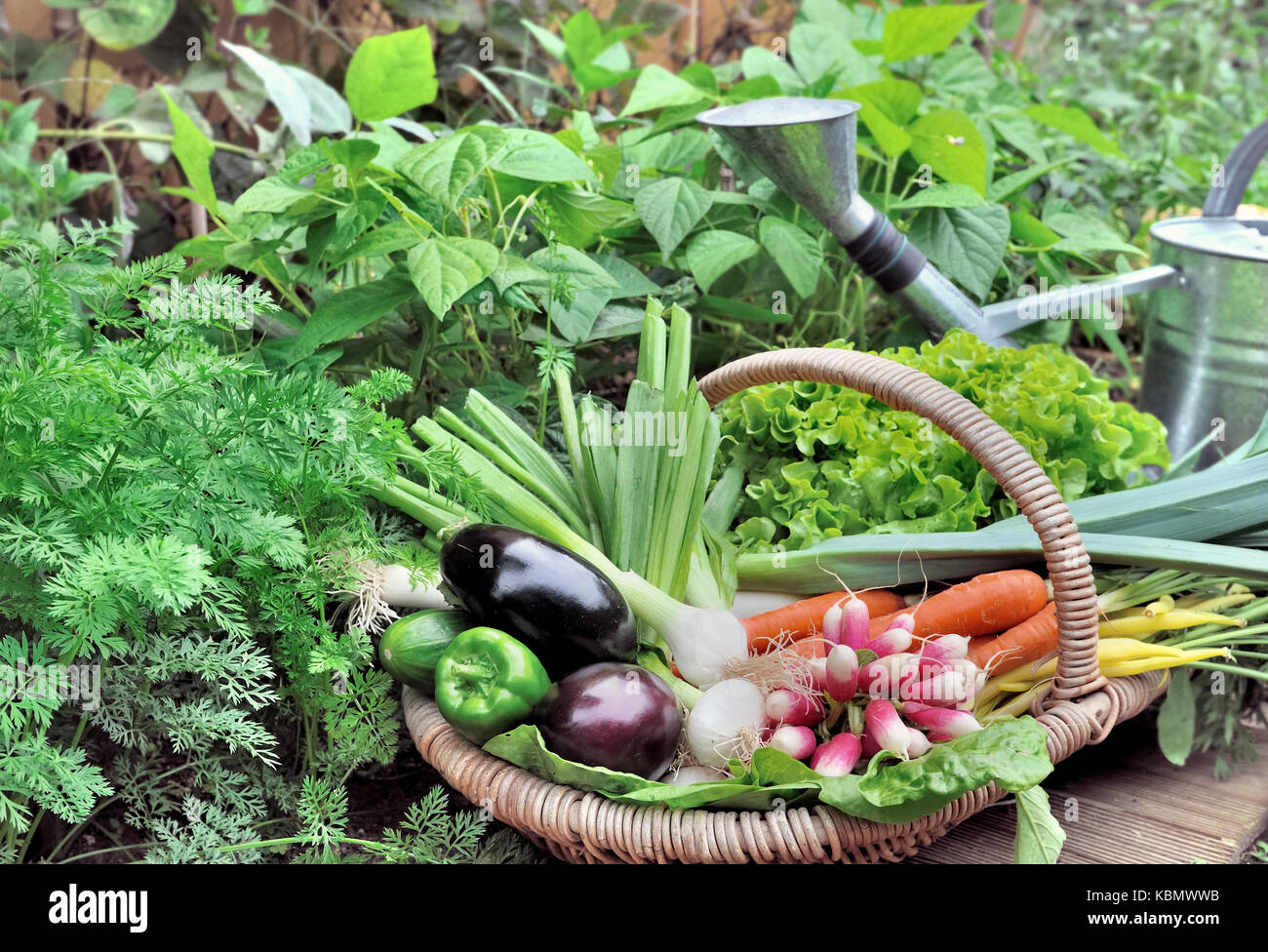 fresh vegetables in a basket in garden Stock Photo - Alamy