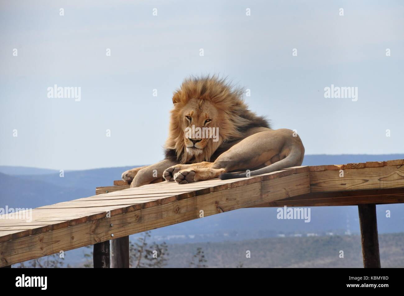 Big male lion, saved from canned hunting industry, resting on scaffold ...