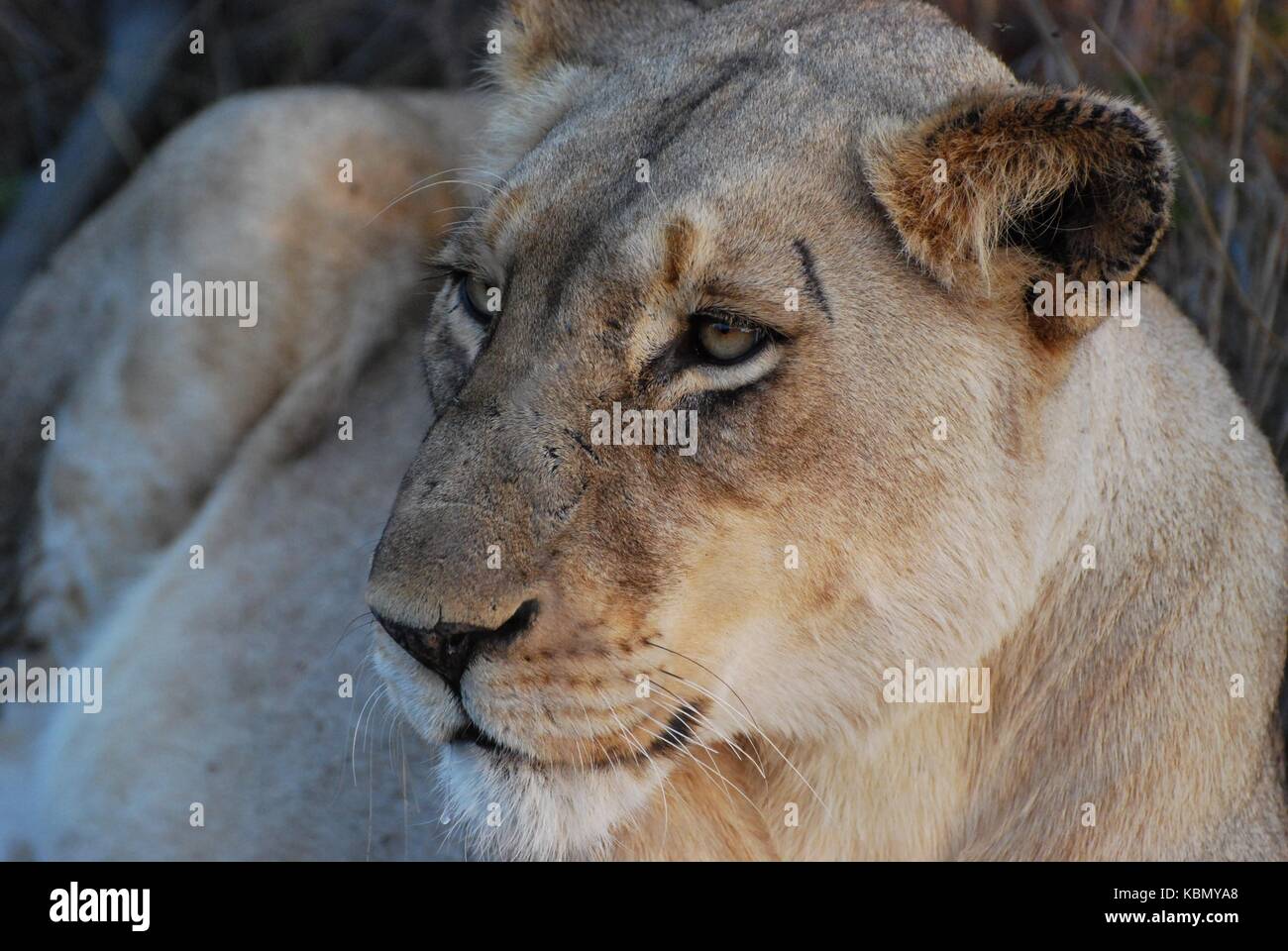 Close-up of a resting lioness Stock Photo - Alamy