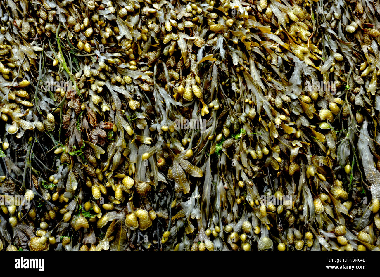 Seaweed uk hi-res stock photography and images - Alamy