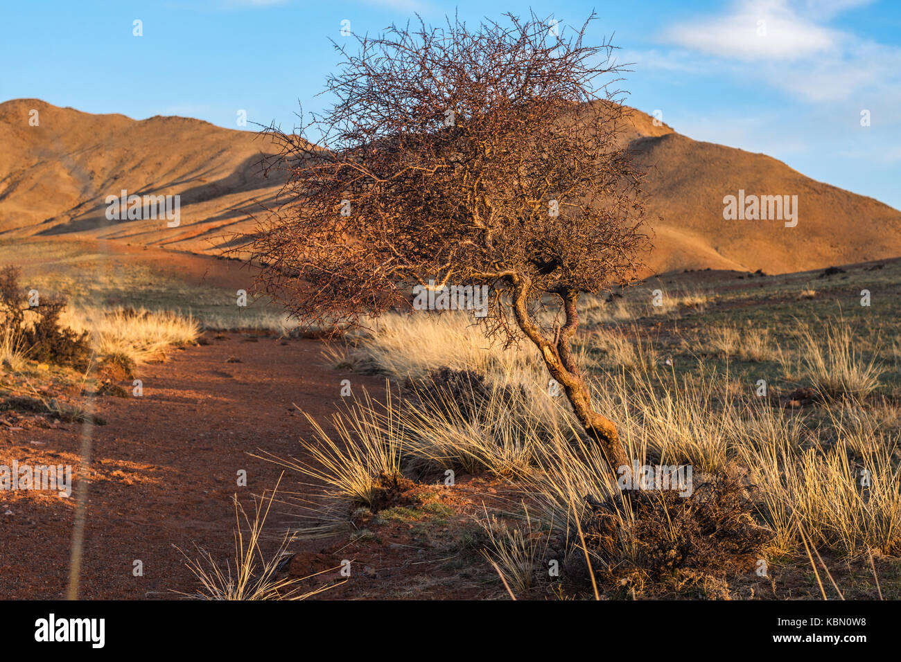dry tree with Bushes growing along dirt road at sunset Stock Photo - Alamy