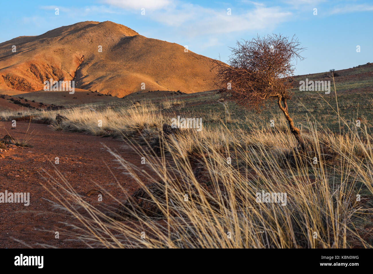 dry tree with Bushes growing along dirt road at sunset Stock Photo - Alamy