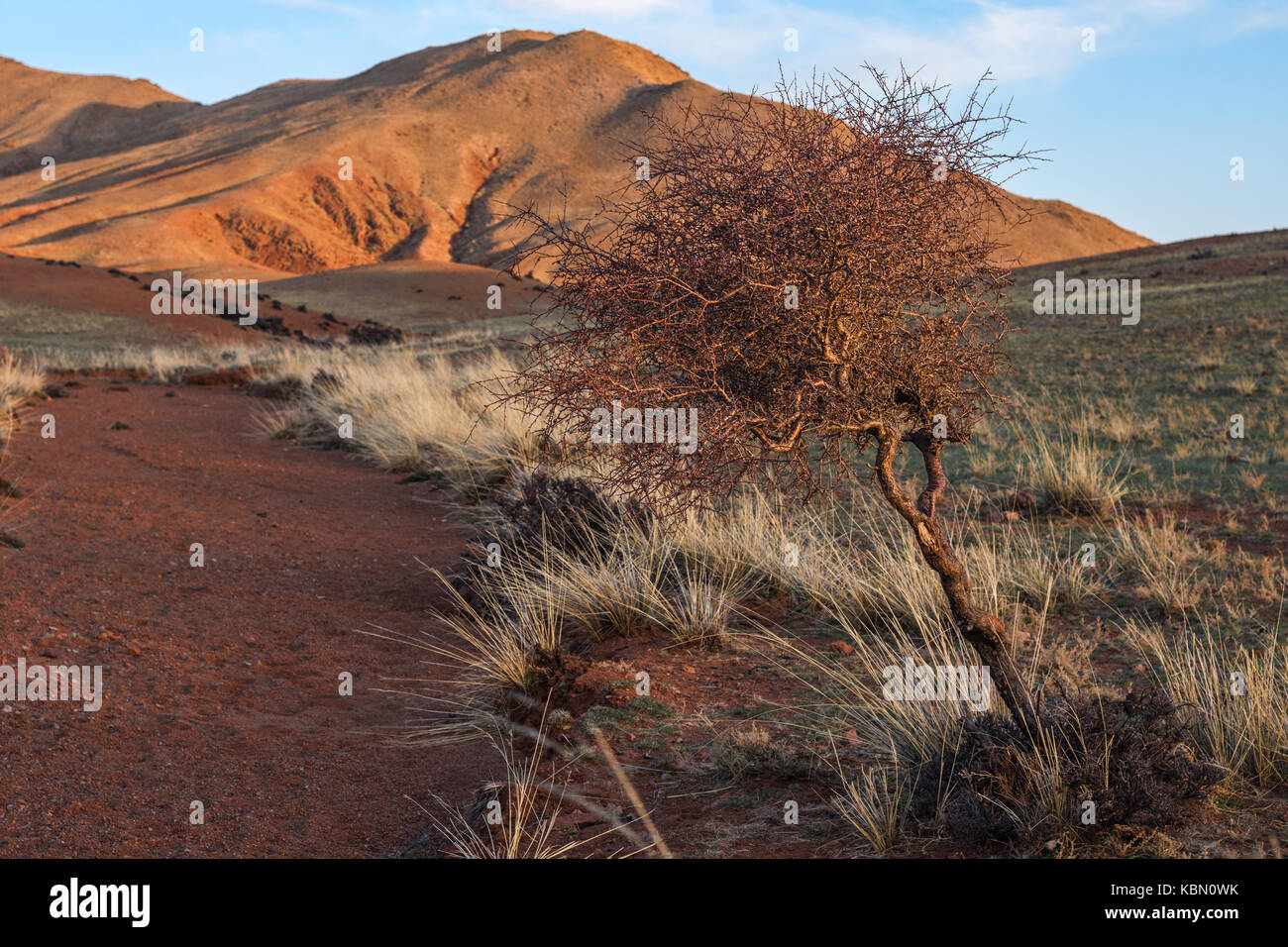 dry tree with Bushes growing along dirt road at sunset Stock Photo - Alamy