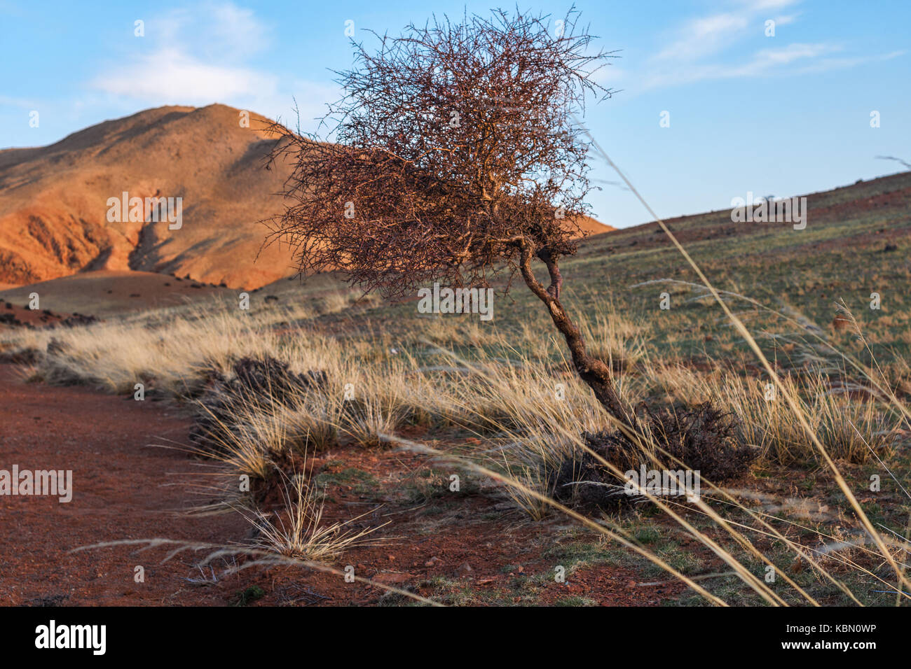 dry tree with Bushes growing along dirt road at sunset Stock Photo - Alamy