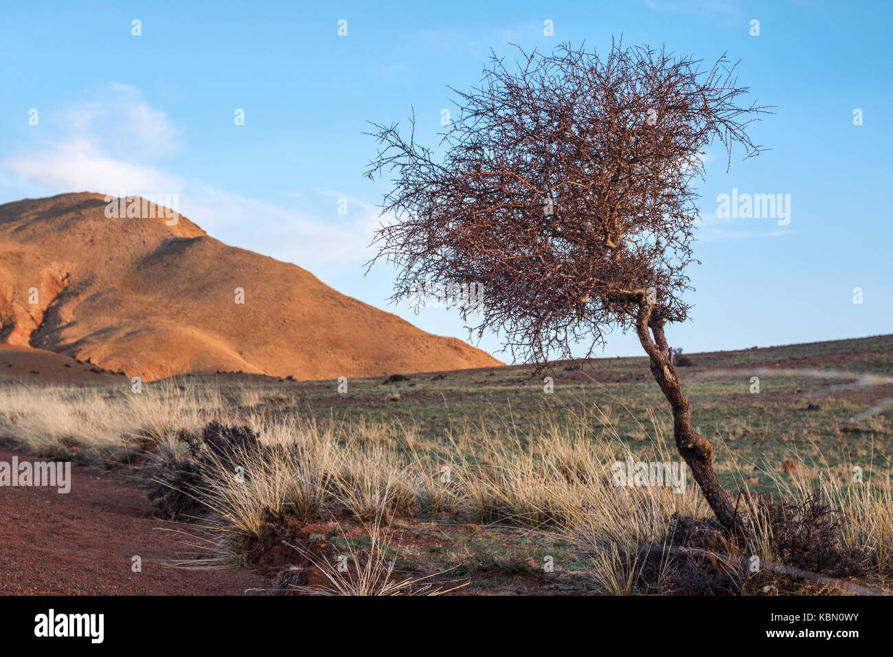 dry tree with Bushes growing along dirt road at sunset Stock Photo - Alamy