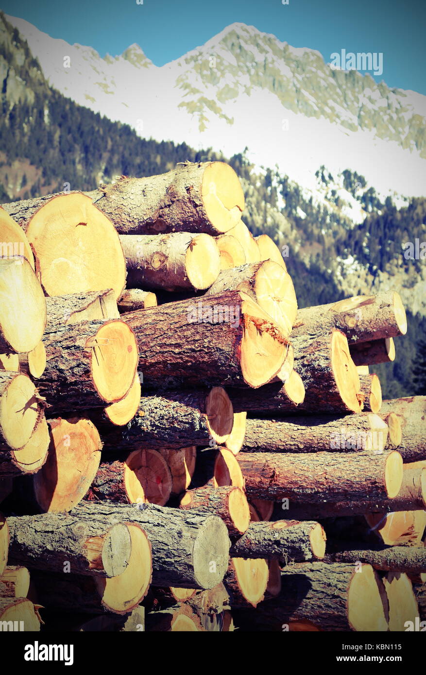 big stack of logs trimmed in the mountains in winter with vintage ...