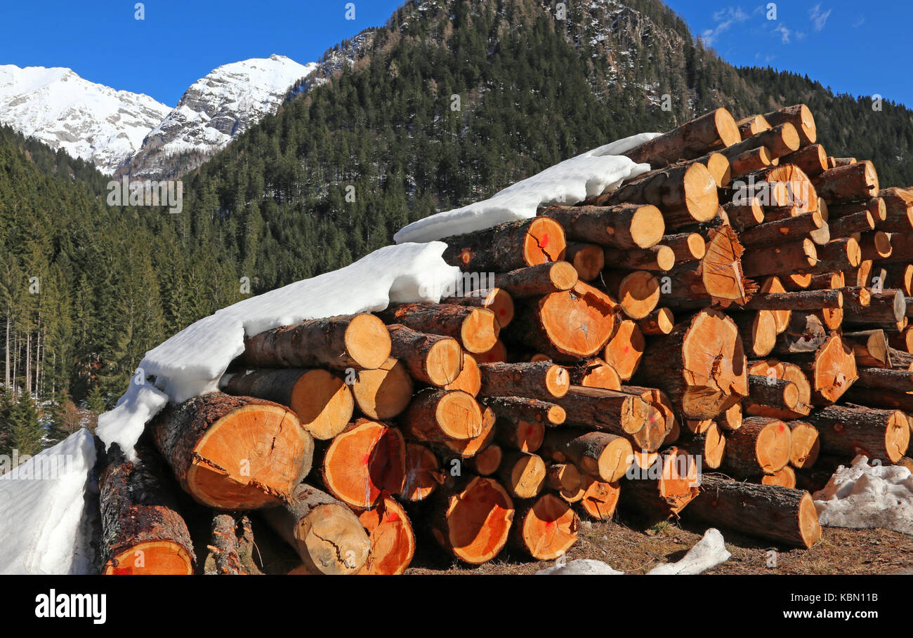 woodpile of logs cut by loggers in the mountains in winter with snow ...