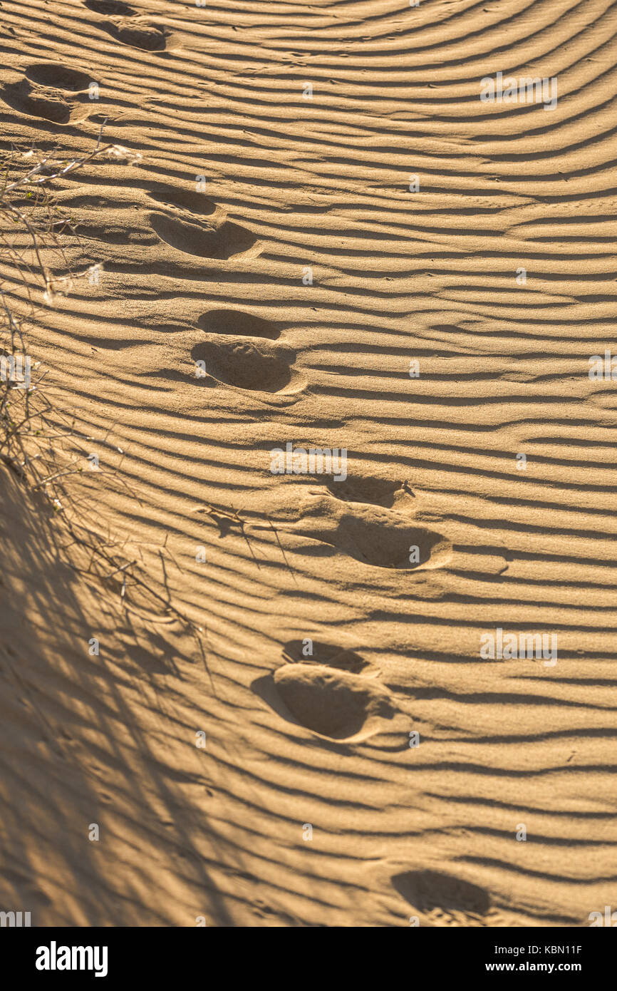 Chain of deep tracks on grooved sand Stock Photo - Alamy
