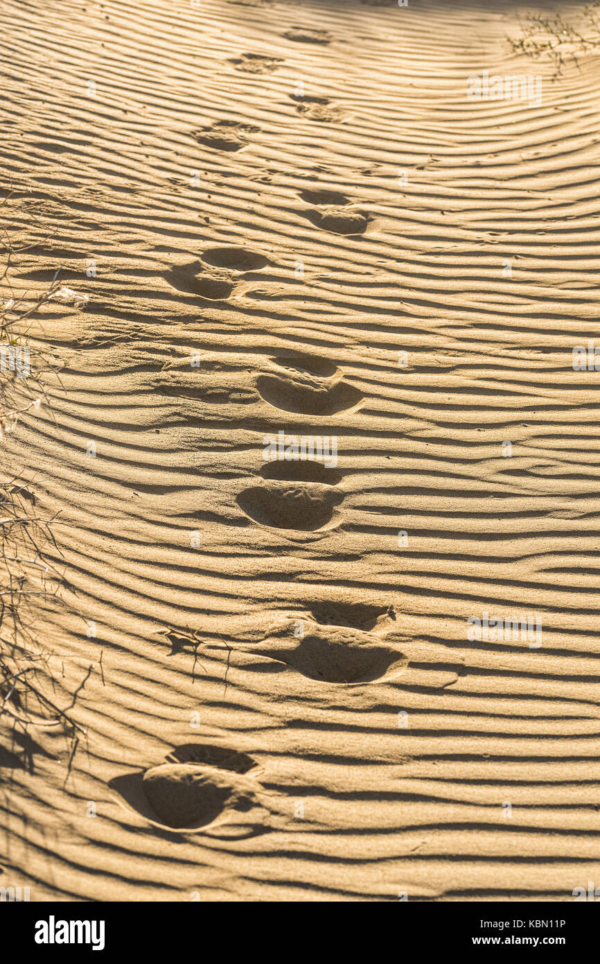 Chain of deep tracks on grooved sand Stock Photo - Alamy