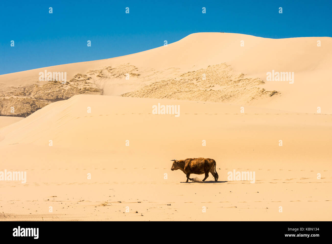 cow walking on hot sand of beautiful sunlit desert Stock Photo - Alamy
