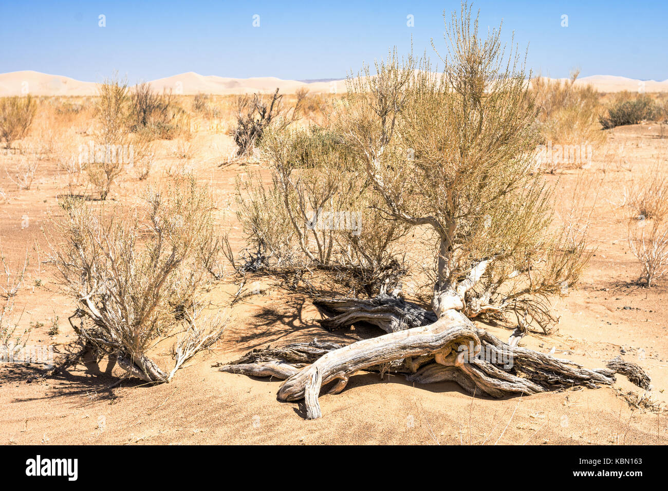 Dry bushes growing in hi-res stock photography and images - Alamy