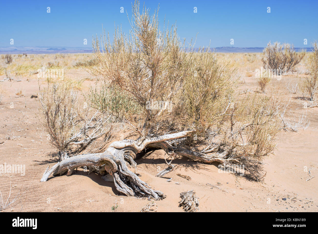 Desert plants growing on sand hi-res stock photography and images - Alamy