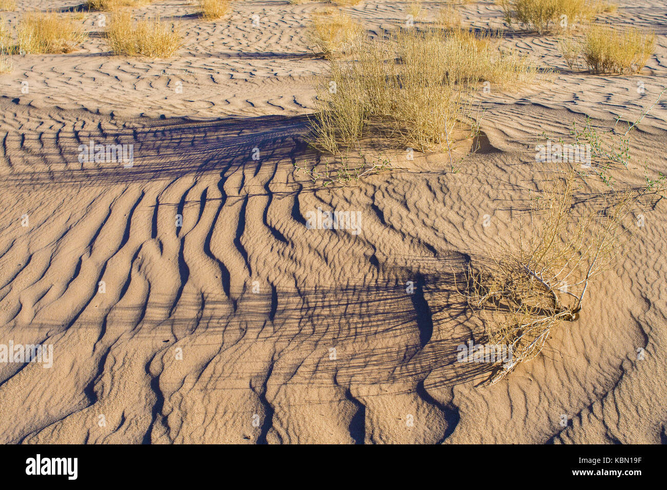 Dry bushes growing in hi-res stock photography and images - Alamy