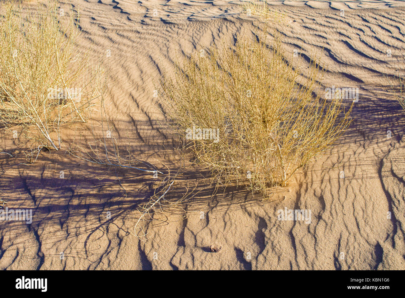Small bushes growing on rippled sand in desert Stock Photo - Alamy