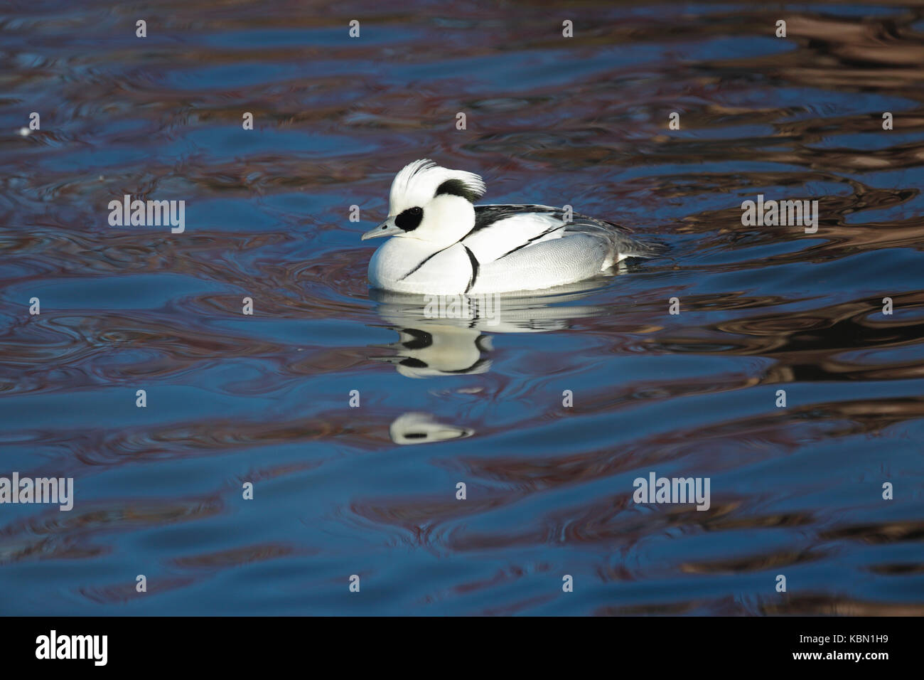 Smew swimming in water hi-res stock photography and images - Alamy