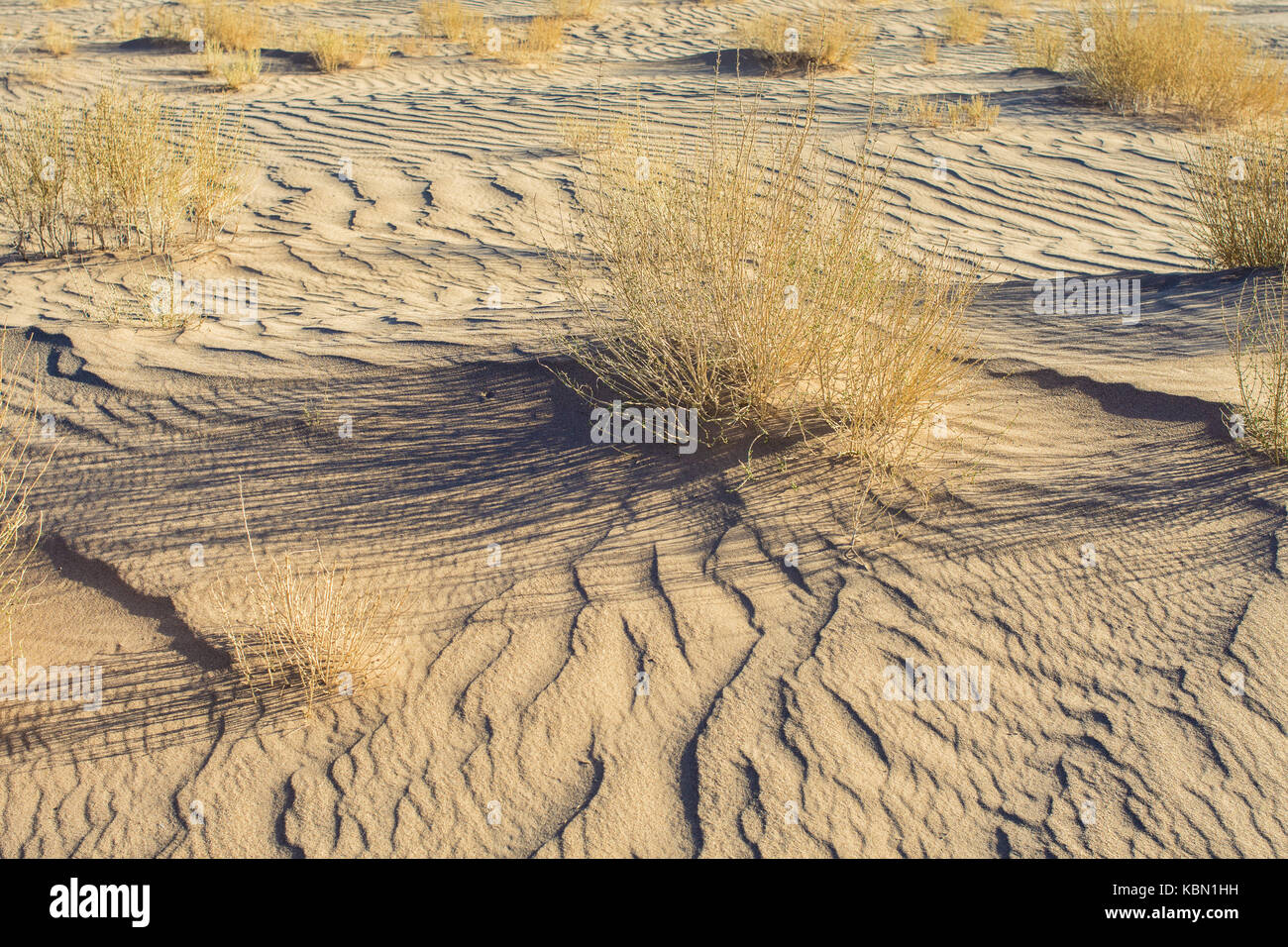 Small bushes growing on rippled sand in desert Stock Photo - Alamy