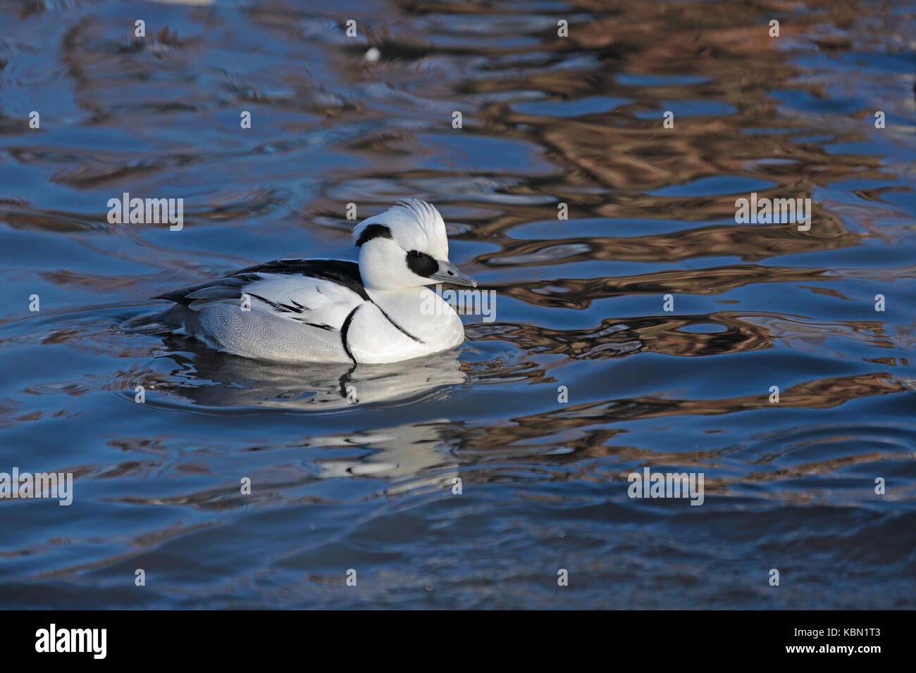 A Drake Smew,Mergellus albellus,swimming in a lake Stock Photo - Alamy