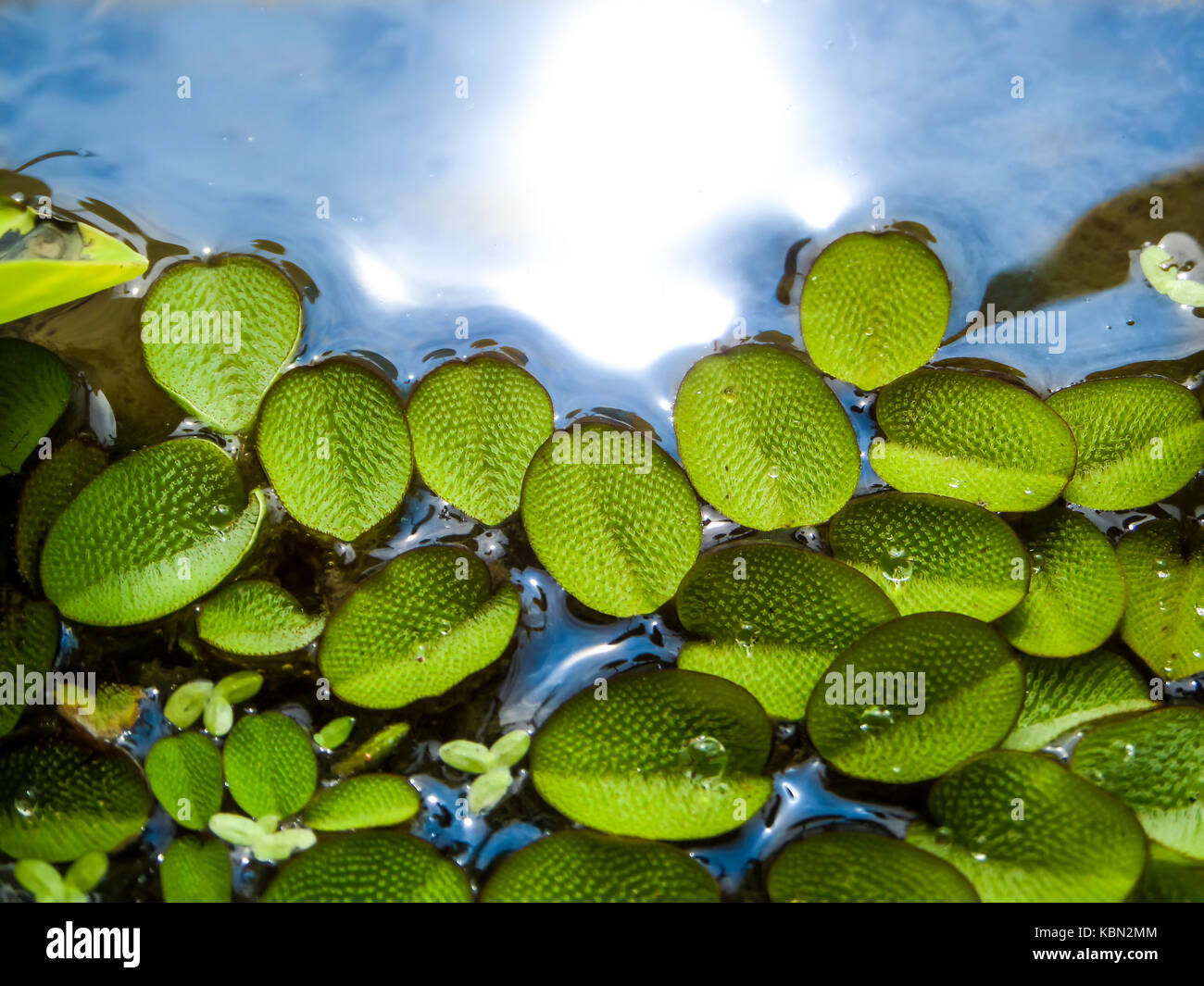 little leaves of water fern floating on water surface at swamp Stock ...
