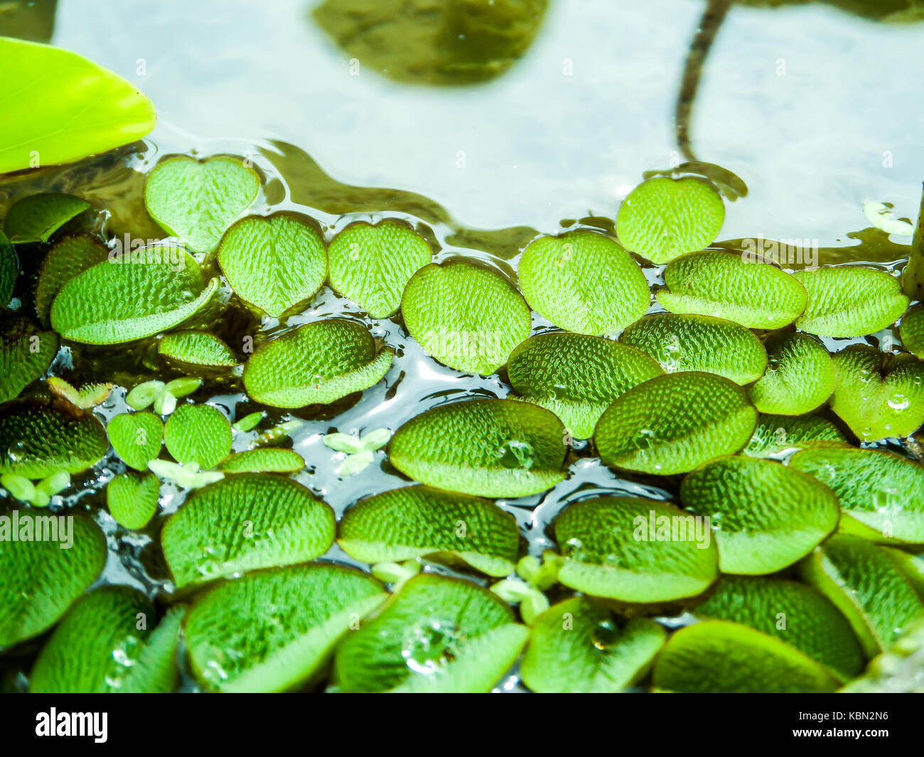 little leaves of water fern floating on water surface at swamp Stock ...