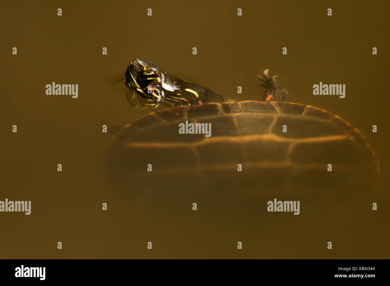 Painted turtle swimming hi-res stock photography and images - Alamy