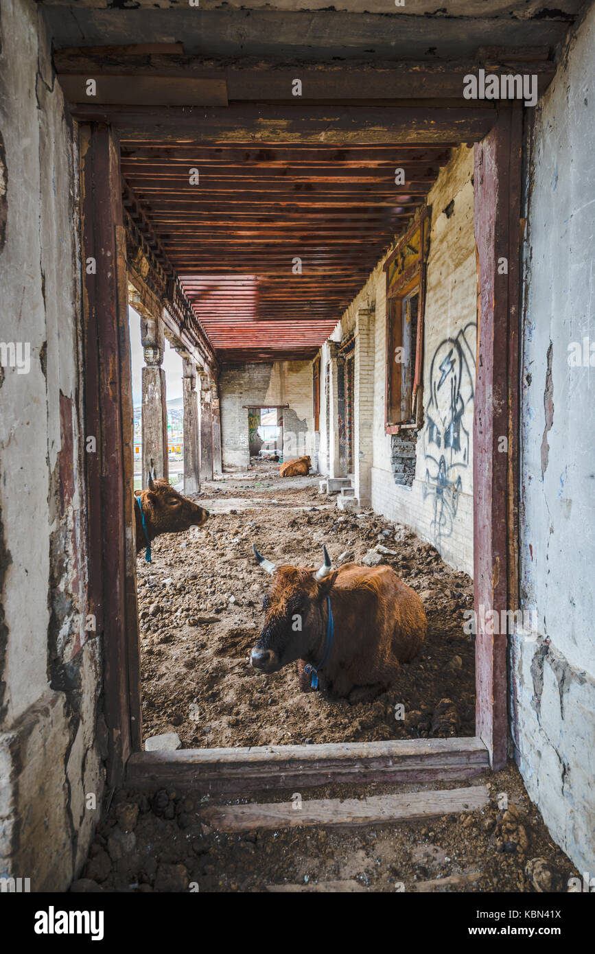few cows in the old ruined building Stock Photo - Alamy