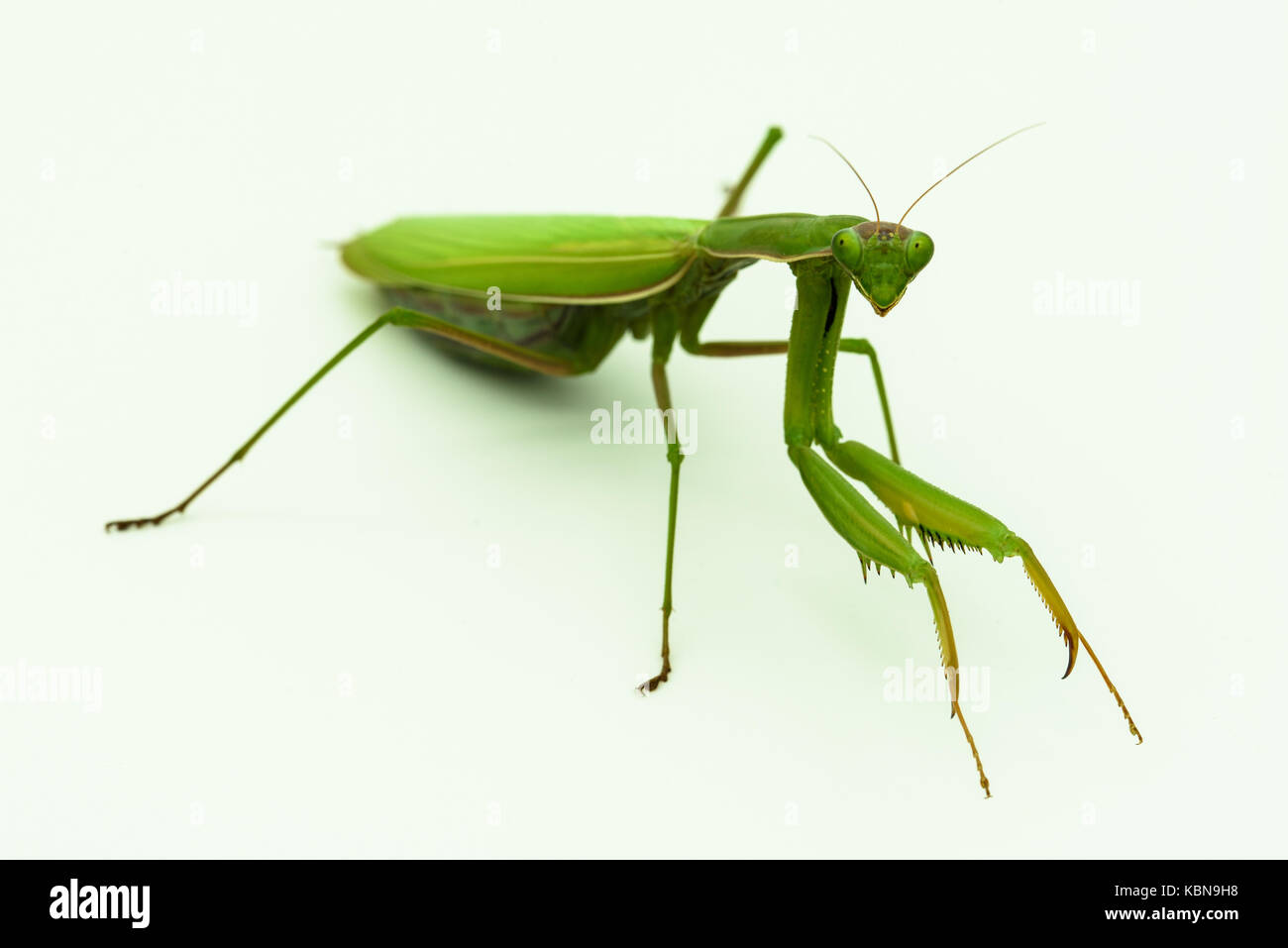 Praying mantis Praying mantis Stock Photo - Alamy