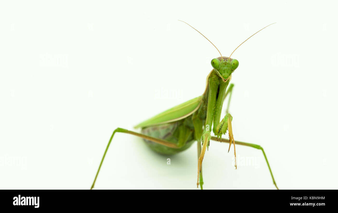 Praying mantis Praying mantis Stock Photo - Alamy