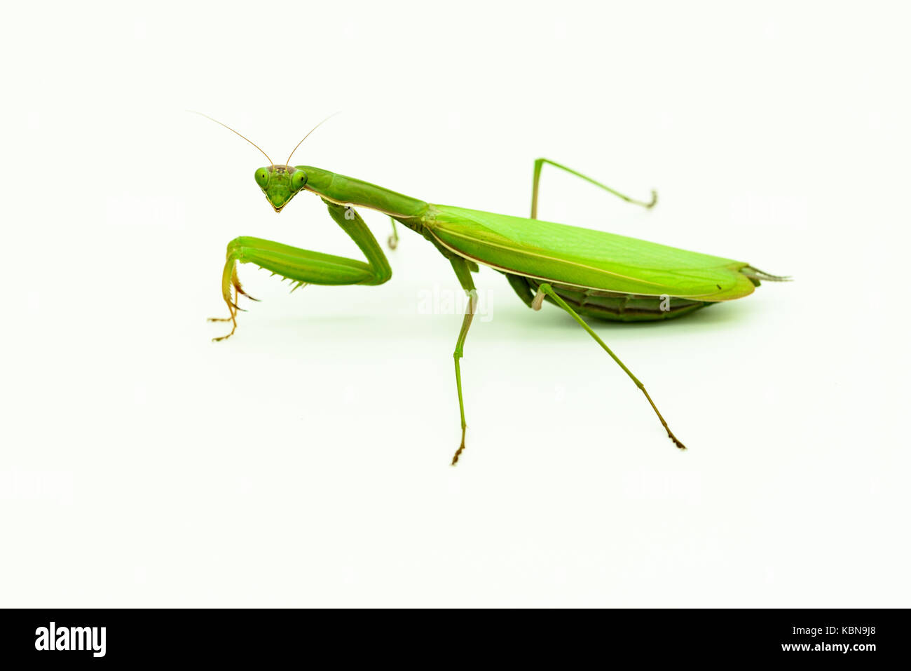Praying mantis Praying mantis Stock Photo - Alamy