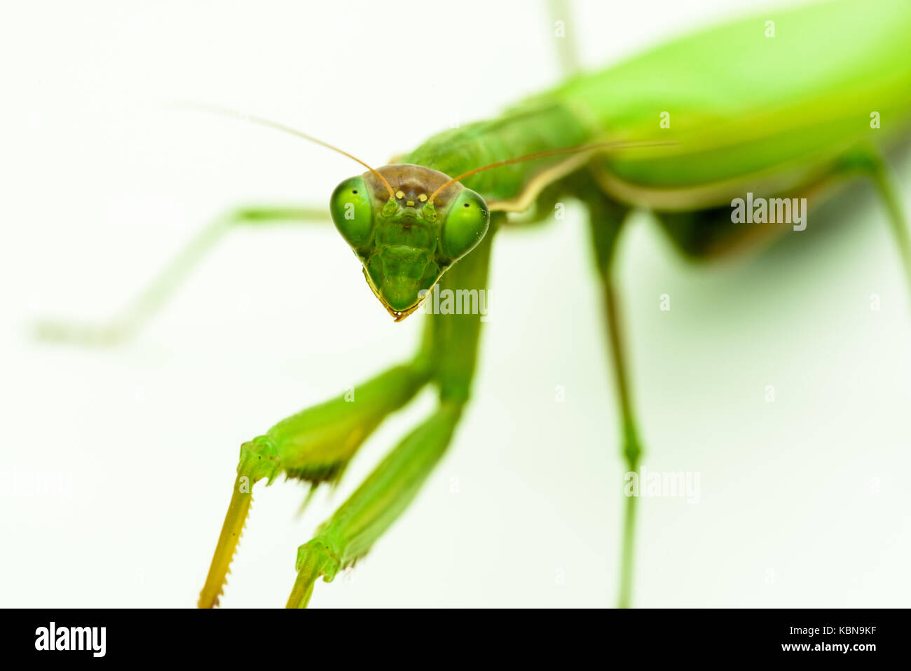 Praying mantis Praying mantis Stock Photo - Alamy