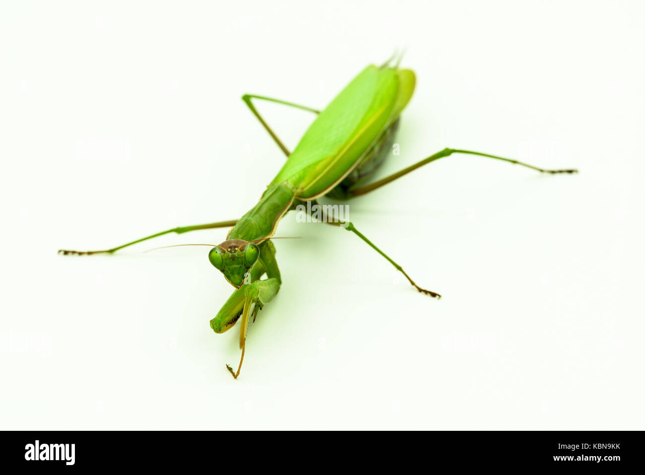 Praying mantis Praying mantis Stock Photo - Alamy