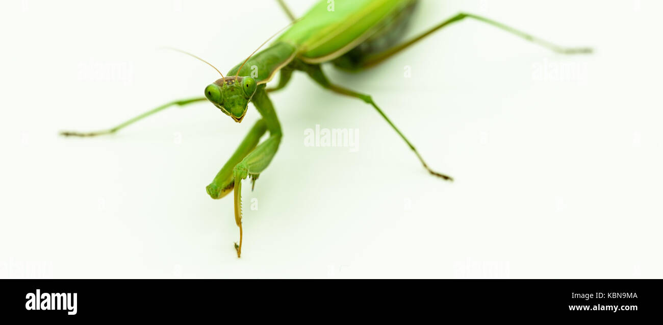 Praying mantis Praying mantis Stock Photo - Alamy