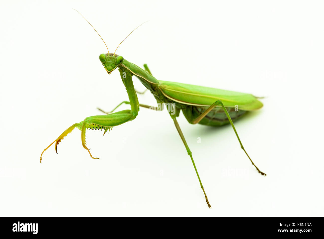 Praying mantis Praying mantis Stock Photo - Alamy