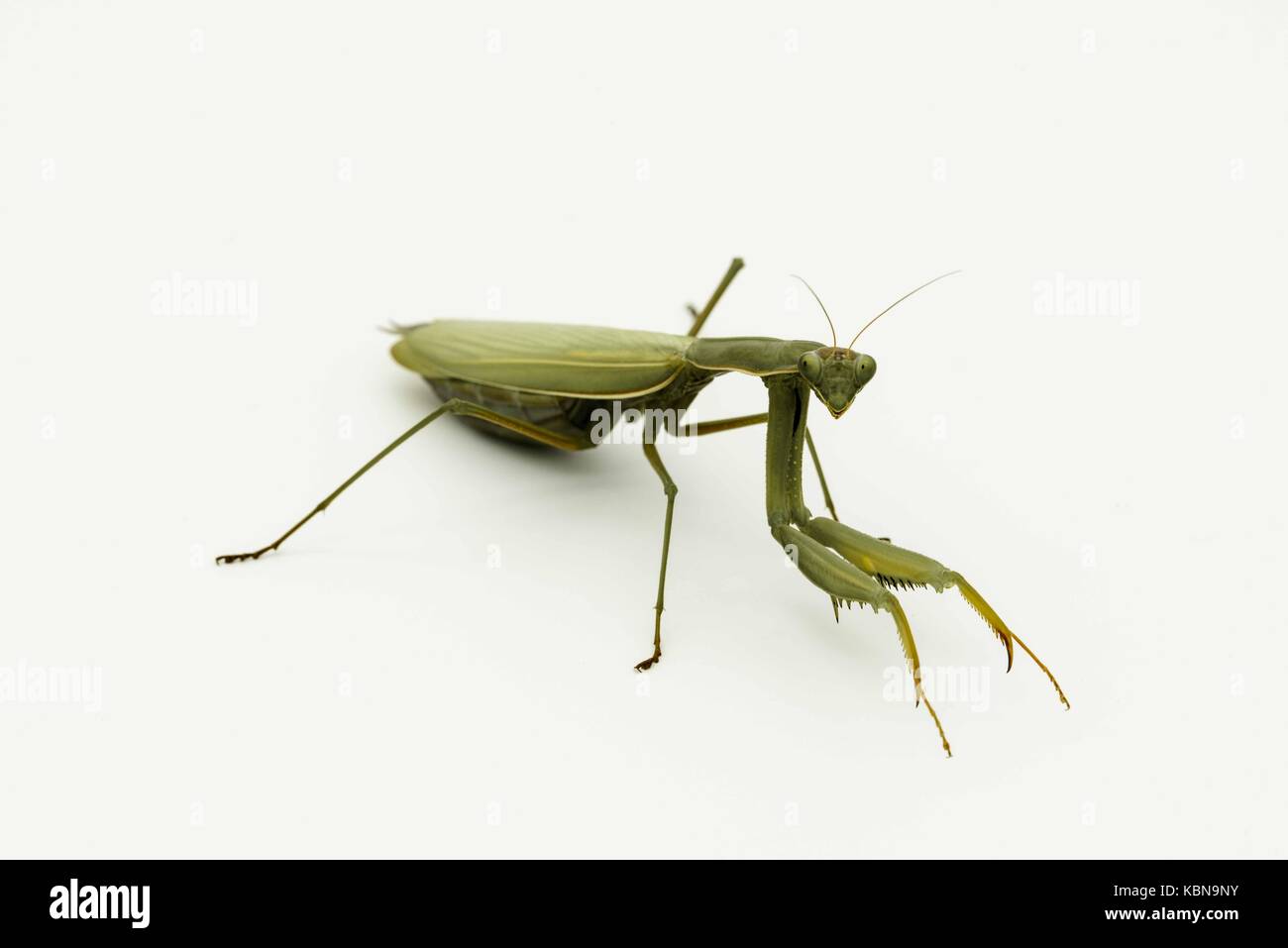 Praying mantis Praying mantis Stock Photo - Alamy